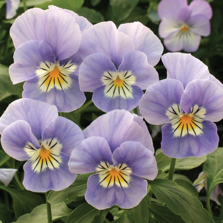 Viola Seeds | VIOLA VELOUR SKY BLUE | Hardy Annual Flower Seeds