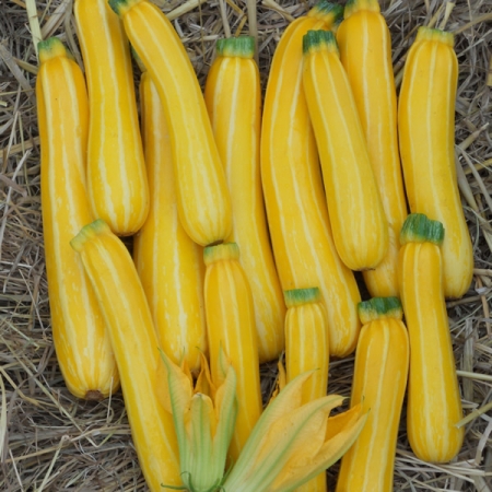 COURGETTE SUNSTRIPE F1 SEEDS | New & Featured Vegetables