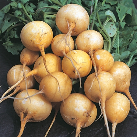 RADISH OLD GOLD | New & Featured Vegetable Seeds