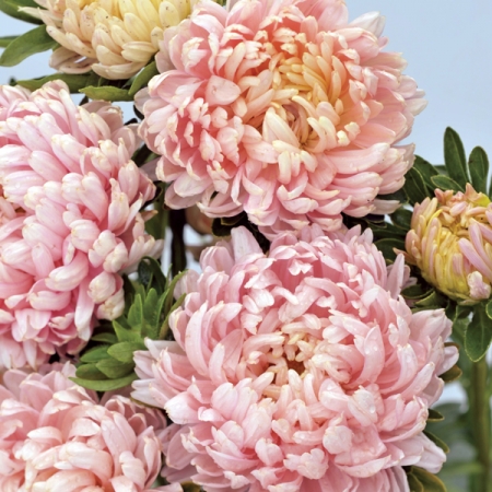 ASTER TOWER CHAMOIS | Paeonia Flowered Aster Seeds