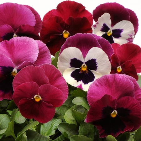 PANSY SEEDS | MATRIX RUBY F1 MIXED | Summer Pansies