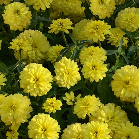 Yellow Zinnia Heirloom California Giant Zinnia Mix Flower Seeds ...