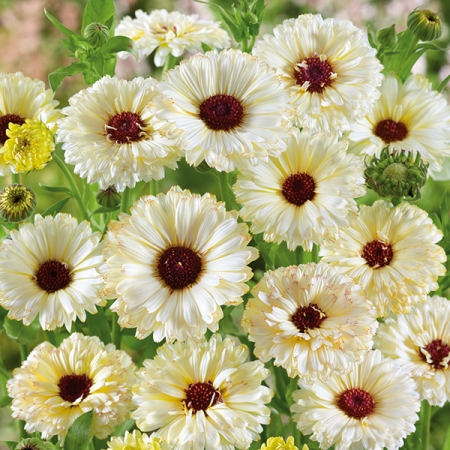 Calendula Seeds - Snow Princess | Almost White Calendula