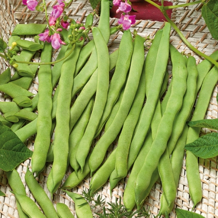 CLIMBING BEAN EVA SEEDS | New & Featured Vegetables