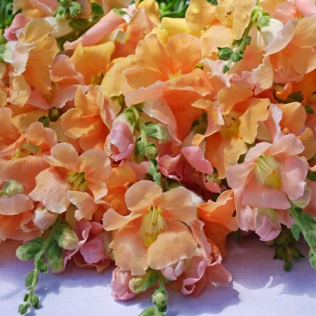 ANTIRRHINUM CHANTILLY LIGHT SALMON F1 SEEDS | New & Featured Flowers