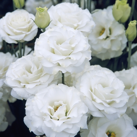EUSTOMA CROMA SILKY WHITE F1 SEEDS | New & Featured Flowers
