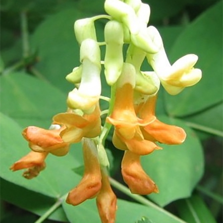 LATHYRUS DAVIDII SEEDS | New & Featured Flowers