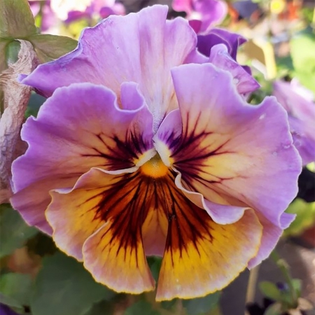 PANSY FLAMENCO TERRACOTTA SEEDS | New & Featured Flowers