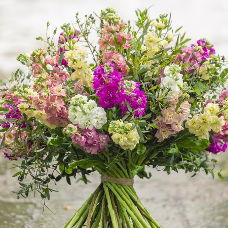 STOCKS STOX ROMANCE MIXED SEEDS | Half Hardy Annual Seeds