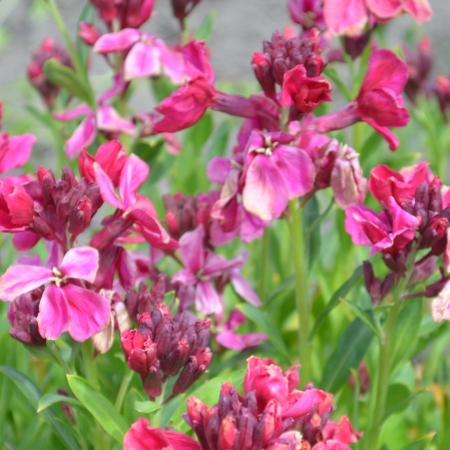 WALLFLOWER RUBY GEM SEEDS | New & Featured Flowers