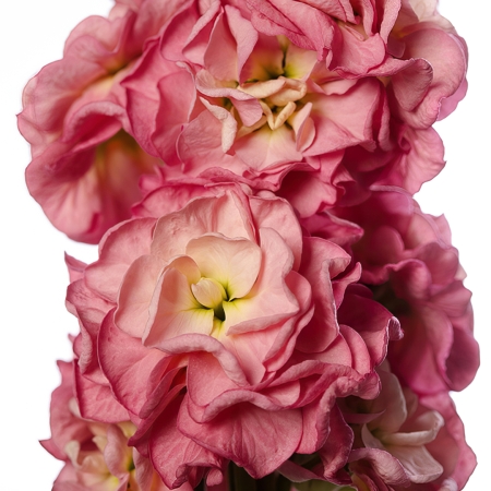STOCKS STOX ROMANCE ANTIQUE ROSE SEEDS | New & Featured Flowers