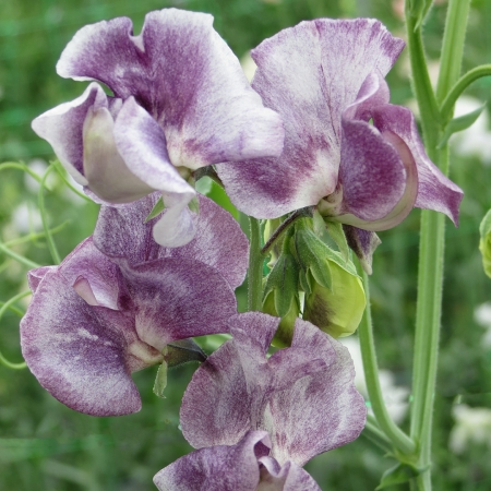 SWEET PEA DAVID TOSTEVIN SEEDS | FRAGRANCE