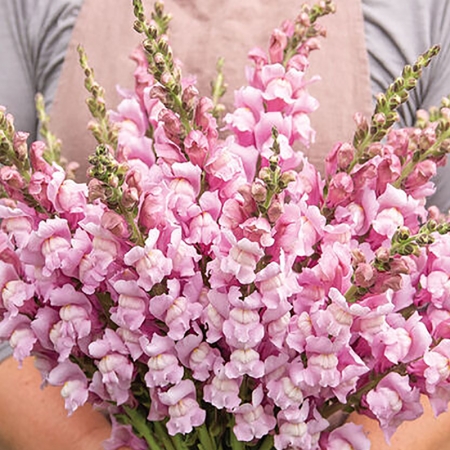ANTIRRHINUM COSTA SUMMER LAVENDER F1 SEEDS | A-Z