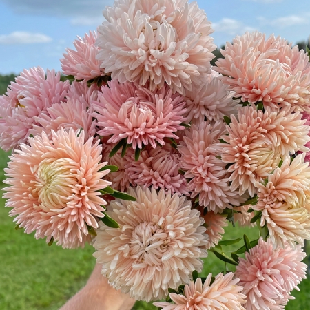 ASTER LADY CORAL CHAMOIS SEEDS | Cutting Flowers