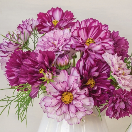 COSMOS DOUBLE BONBON VIOLET BICOLOUR SEEDS | New & Featured Flowers