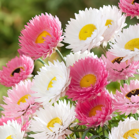 HELIPTERUM MASQUERADE MIXED SEEDS | New & Featured Flowers