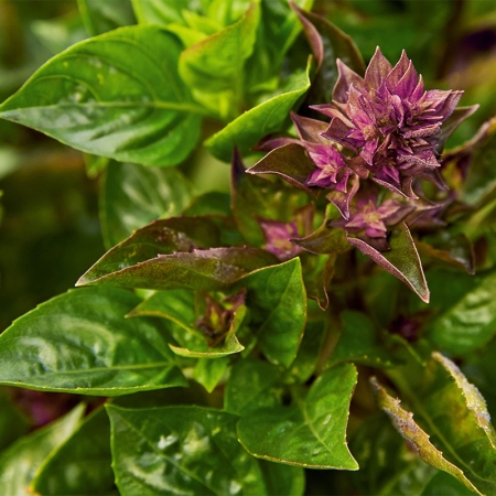 BASIL BALTIK SEEDS | New & Featured Vegetables