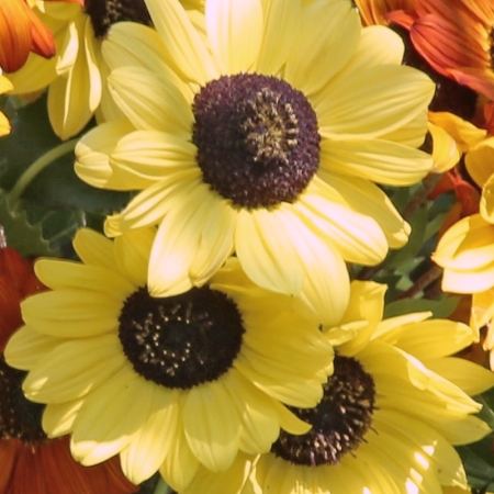 HELIANTHUS SOLUNA CREAM SEEDS | New & Featured Flowers