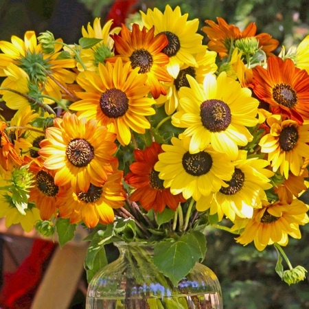 HELIANTHUS SOLUNA MIXED SEEDS | New & Featured Flowers