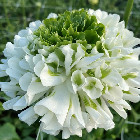 RANUNCULUS CLONI PON PON IGLOO SEEDS | A-Z
