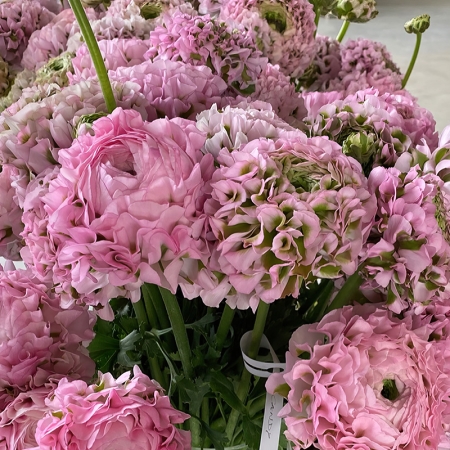 RANUNCULUS CLONI PON PON CANDY SEEDS | New & Featured Flowers