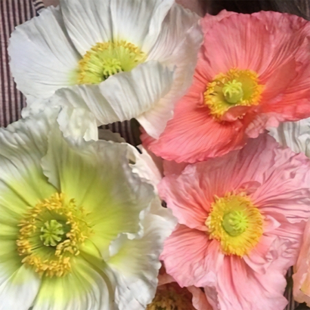 PAPAVER COLIBRI DOLCE VITA MIXED SEEDS | New & Featured Flowers