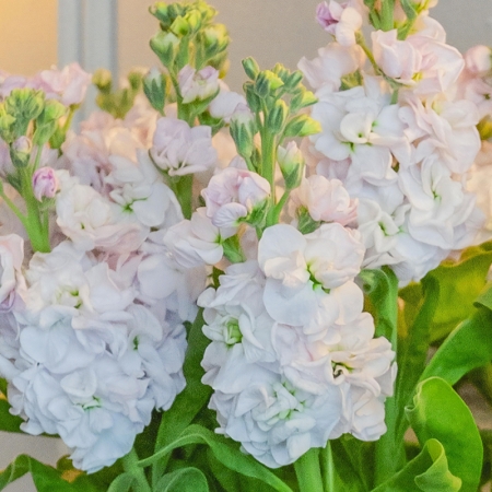 STOCKS STOX ROMANCE SILVER SEEDS | New & Featured Flowers