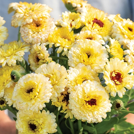 White Calendula Flower