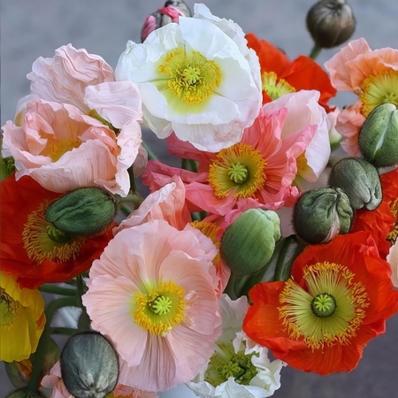 PAPAVER COLIBRI ITALIANO MIX SEEDS | New & Featured Flowers
