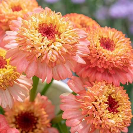 Zinnia Seeds | ZINNIA ZINDERELLA PEACH | New & Featured Flower Seeds