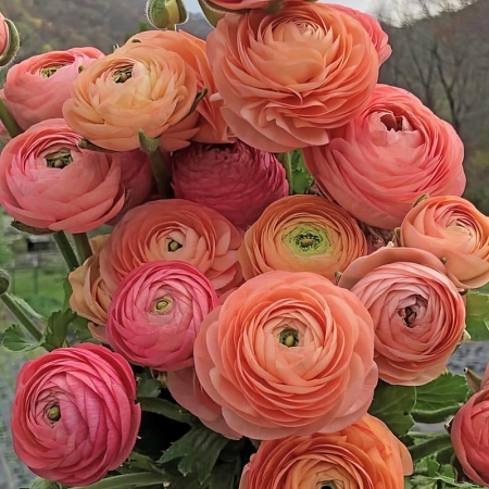 RANUNCULUS CLONI SUCCESS GRAND PASTEL SEEDS | New & Featured Flowers