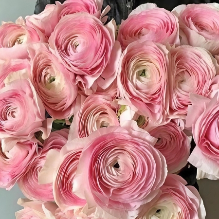 RANUNCULUS CLONI SUCCESS LADY SEEDS | Plants & Bulbs