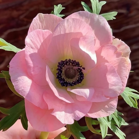 ANEMONE MISTRAL ROSA CHIARO SEEDS | New & Featured Flowers
