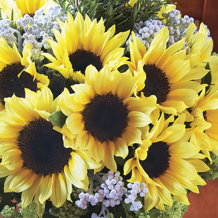 HELIANTHUS LIMONCELLO SEEDS | New and Featured Flowers