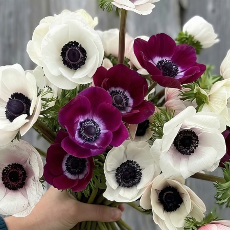 ANEMONE MISTRAL BIANCO PANDA & BORDEAUX DUO SEEDS | New and Featured ...