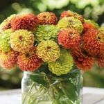 ZINNIA QUEEN LIME RED SEEDS | Half Hardy Annual Seeds