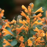 AGASTACHE SEEDS | ARCADO PINK | Flowers for Bees