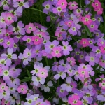 Plants of Distinction