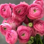 Plants of Distinction