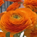 Plants of Distinction