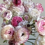 Plants of Distinction