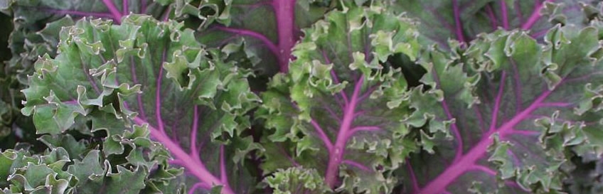 NEW VEGETABLE SEEDS | New & Featured Vegetable Seeds | Plants of ...