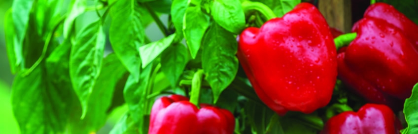 NEW VEGETABLE SEEDS | New & Featured Vegetable Seeds | Plants of ...