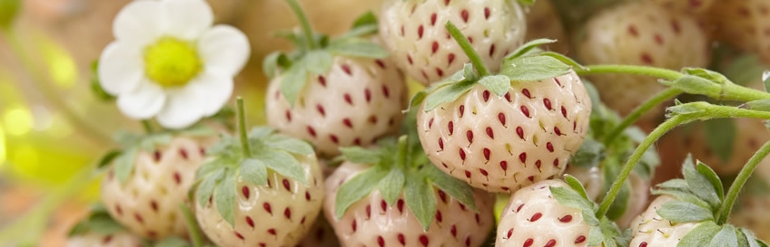 Flower Seeds & Vegetable Seeds - Grow Your Own Plants Of Distinction